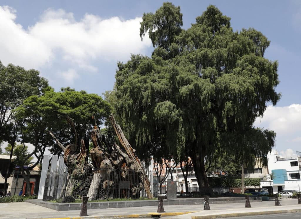 Ahuehuete: historia y características del nuevo tipo de árbol de ...